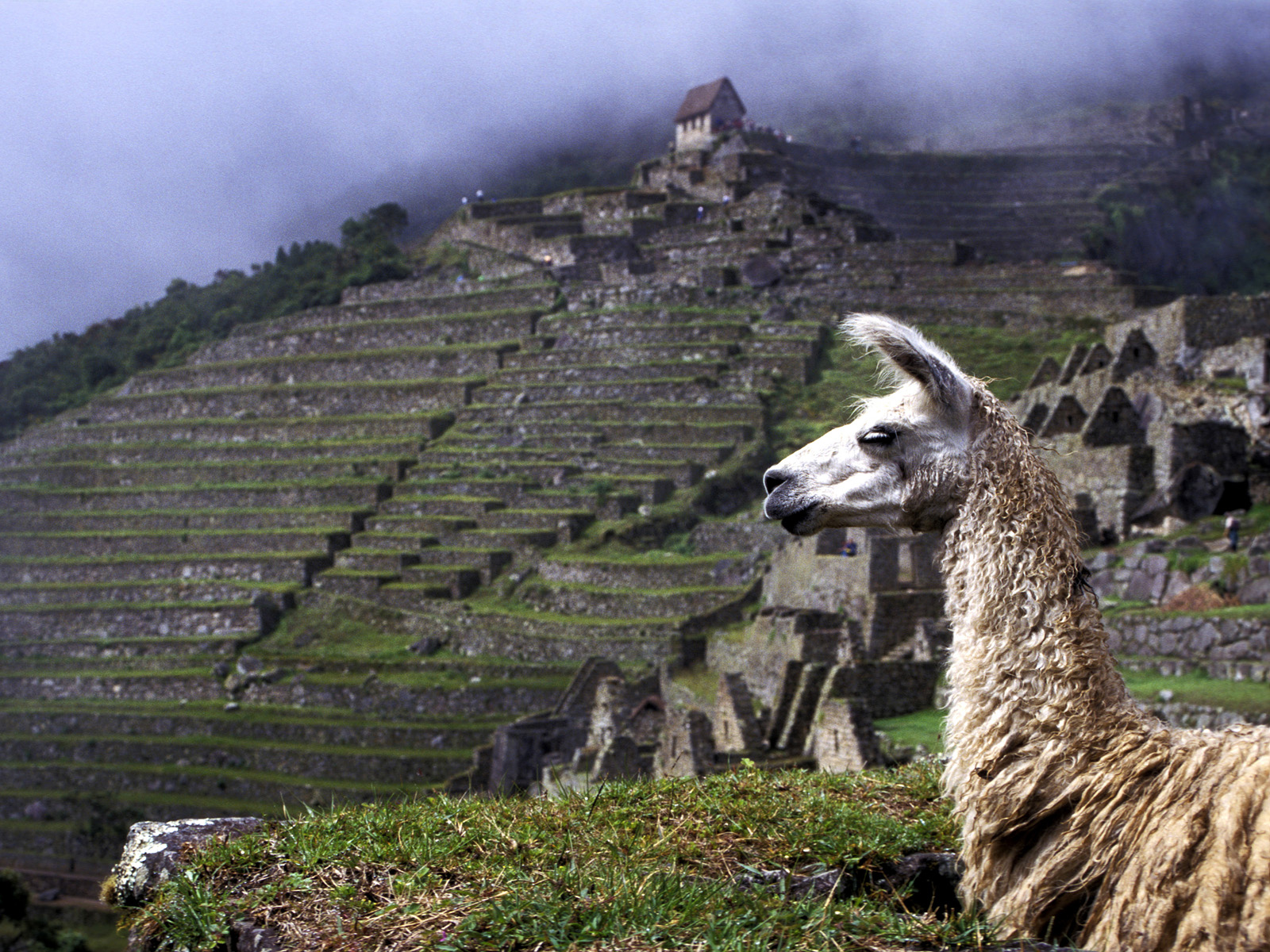 21 Interesting facts about the Incas - Museum Facts